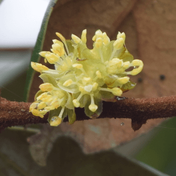 Kosbada | Ganapaty Tree | Litsea quinqueflora | Trees in Sri Lanka