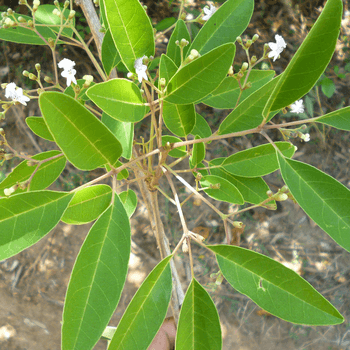 Nabada | White Wood Chaste Tree | Vitex leucoxylon | Trees in Sri Lanka