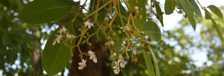 Plant Quiz | Test Knowledge on Trees and Plants of Sri Lanka | Dilmah