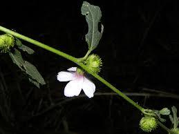 Heen Epala | Burr Mallow Tree | Urena sinuata | Trees in Sri Lanka
