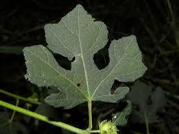 Plant Quiz | Test Knowledge on Trees and Plants of Sri Lanka | Dilmah