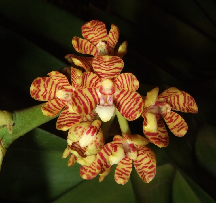 Plant Quiz | Test Knowledge on Trees and Plants of Sri Lanka | Dilmah