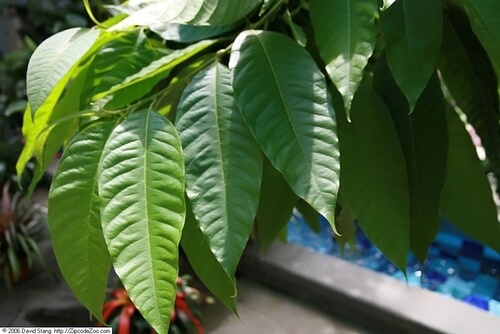 Gini Sapu | Champak Tree | Michelia champaca | Trees in Sri Lanka