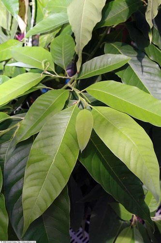 Gini Sapu | Champak Tree | Michelia champaca | Trees in Sri Lanka