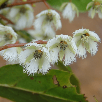 Weralu | Ceylon Oliver Tree | Elaeocarpus serratus | Trees in Sri Lanka