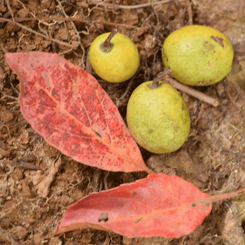 Weralu | Agricultural and Natural Plants and Tree of Sri Lanka