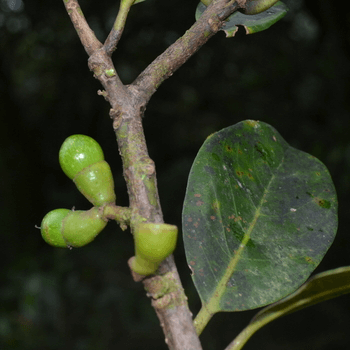 Beriya | Litsea ovalifolia | Endemic Trees in Sri Lanka