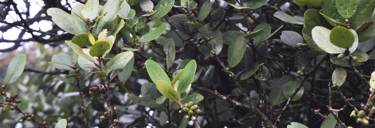 Beriya | Litsea ovalifolia | Endemic Trees in Sri Lanka