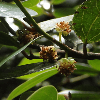 Beriya | Litsea ovalifolia | Endemic Trees in Sri Lanka