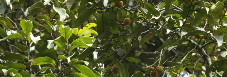 Plant Quiz | Test Knowledge on Trees and Plants of Sri Lanka | Dilmah