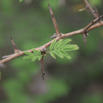 Gini Andara | Sicklebush Tree | Dichrostachys cinerea | Trees in Sri Lanka