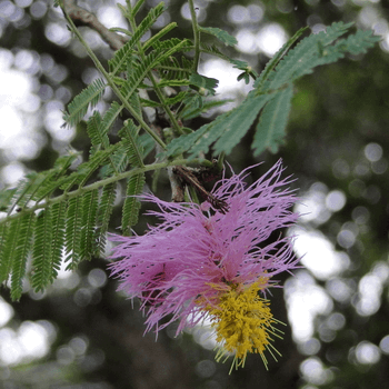 Gini Andara | Sicklebush Tree | Dichrostachys cinerea | Trees in Sri Lanka