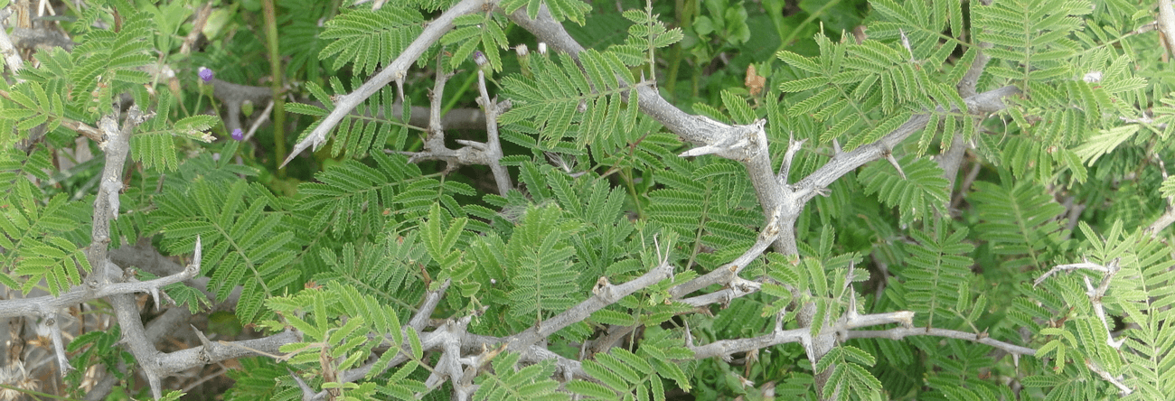 Gini Andara | Sicklebush Tree | Dichrostachys cinerea | Trees in Sri Lanka