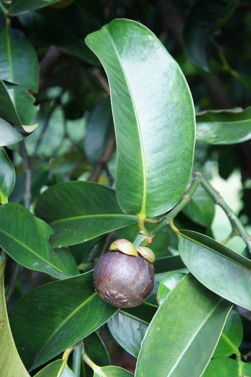 Plant Quiz | Test Knowledge on Trees and Plants of Sri Lanka | Dilmah