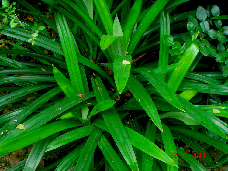 Plant Quiz | Test Knowledge on Trees and Plants of Sri Lanka | Dilmah