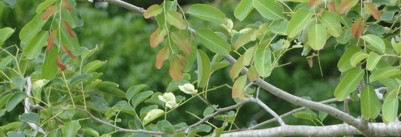 Gammalu | Indian Kino Tree | Pterocarpus marsupium | Trees in Sri Lanka