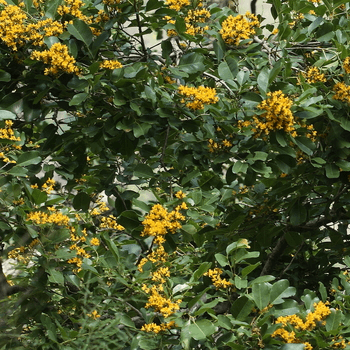 Gammalu | Indian Kino Tree | Pterocarpus marsupium | Trees in Sri Lanka