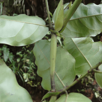 Gal Karanda | Little Amherstia Tree | Humboldtia laurifolia | Trees in ...