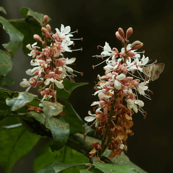 Gal Karanda | Little Amherstia Tree | Humboldtia laurifolia | Trees in ...
