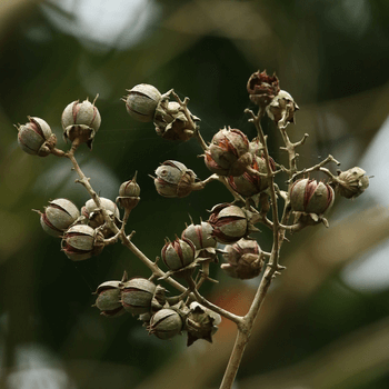 Murutha | Queen of Flower Tree | Lagerstroemia speciosa | Trees in Sri ...