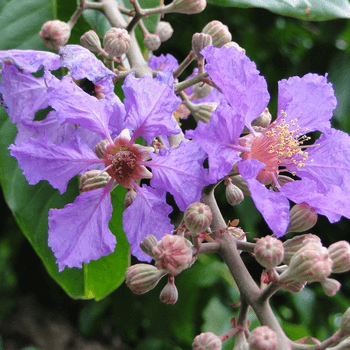 Murutha | Queen of Flower Tree | Lagerstroemia speciosa | Trees in Sri ...