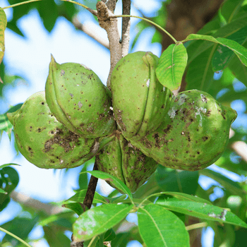 Thelambu | Java Olive | Sterculia foetida | Trees in Sri Lanka