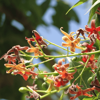 Thelambu | Java Olive | Sterculia foetida | Trees in Sri Lanka
