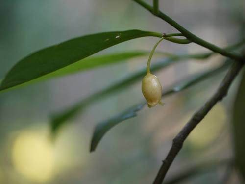 Sadikka | Nutmeg Tree | Myristica fragrans | Trees in Sri Lanka