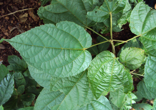 Wel Keppetiya | Climbing Croton | Croton caudatus | Trees in Sri Lanka