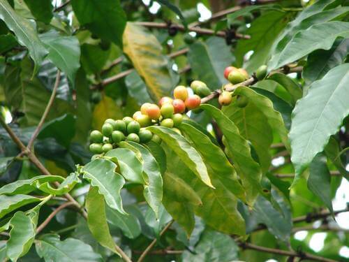 Kopi | Coffee Tree | Coffea arabica | Trees in Sri Lanka