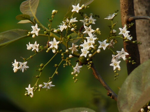 Addula | Chamror Tree | Ehretia laevis | Trees in Sri Lanka
