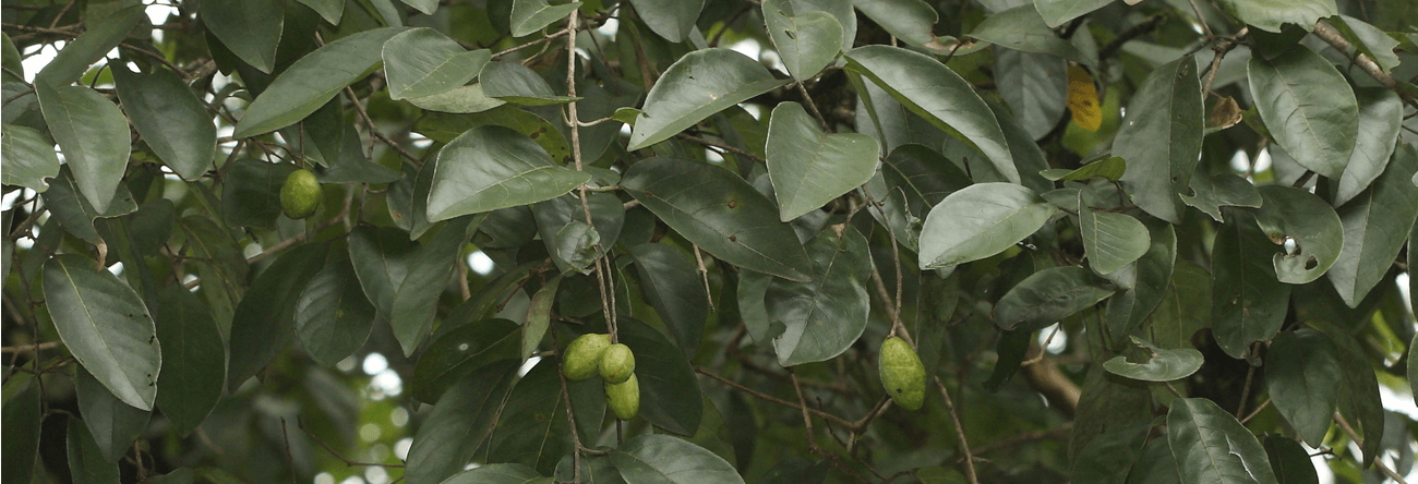 Aralu | Myrabalans Tree | Terminalia chebula | Trees in Sri Lanka
