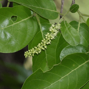 Aralu | Myrabalans Tree | Terminalia chebula | Trees in Sri Lanka