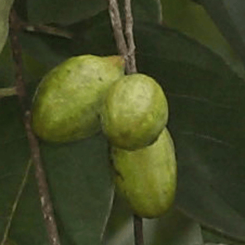 Aralu | Myrabalans Tree | Terminalia chebula | Trees in Sri Lanka