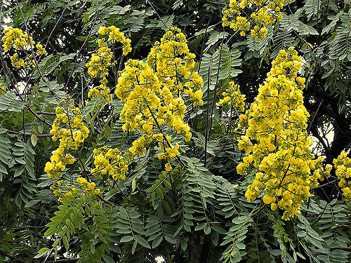 Plant Quiz | Test Knowledge on Trees and Plants of Sri Lanka | Dilmah