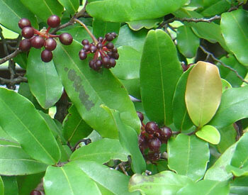 Kalati | Corky Debbar Tree | Polyalthia suberosa | Trees in Sri Lanka