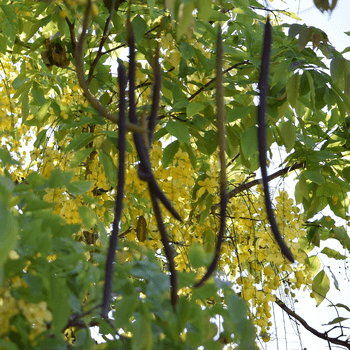 Ehela | Shower of Gold Tree | Cassia fistula | Trees in Sri Lanka | Dilmah