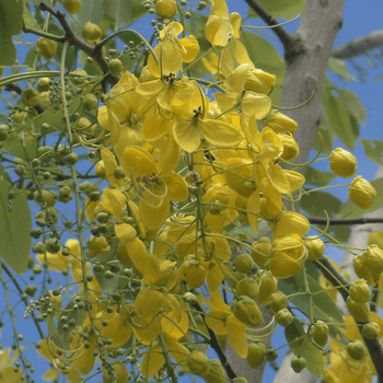 Ehela | Shower of Gold Tree | Cassia fistula | Trees in Sri Lanka | Dilmah