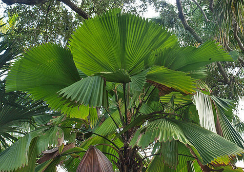 Ruffled Fan Palm Tree | Licuala grandis | Endemic Trees in Sri Lanka