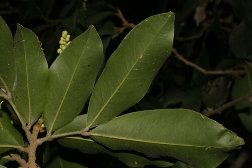 Gal Kuma | Lepisanthes senegalensis | Endemic Trees in Sri Lanka