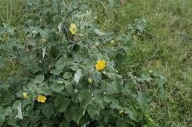 Beth Anoda | Country Mallow Tree | Abutilon indicum | Trees in Sri Lanka