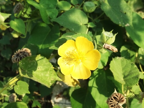 Beth Anoda | Country Mallow Tree | Abutilon indicum | Trees in Sri Lanka