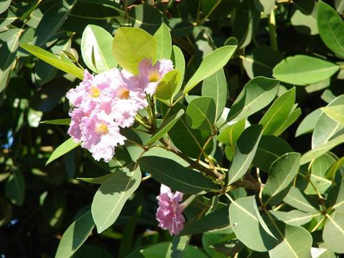 Pink Tabebui | Pink Trumpet Tree | Tabebuia rosea | Trees in Sri Lanka