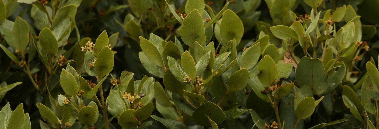 Wal Kurundu | Wild Cinnamon | Cinnamomum ovalifolium | Trees in Sri Lanka