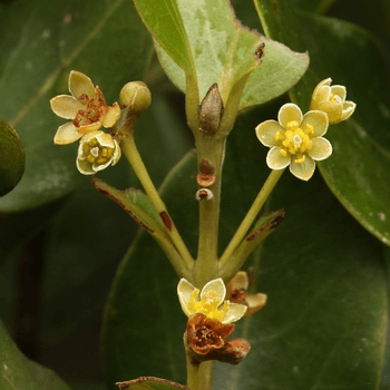 Wal Kurundu | Wild Cinnamon | Cinnamomum ovalifolium | Trees in Sri Lanka