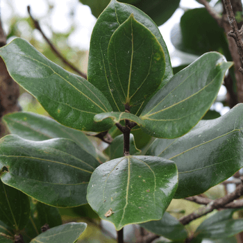Wal Kurundu | Wild Cinnamon | Cinnamomum ovalifolium | Trees in Sri Lanka