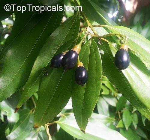 Dawul Kurundu | Wild Cinnamon Tree | Cinnamomum cassia | Trees in Sri Lanka