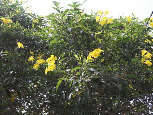 Kelanitissa | Yellow Elder Tree | Tecoma stans | Trees in Sri Lanka