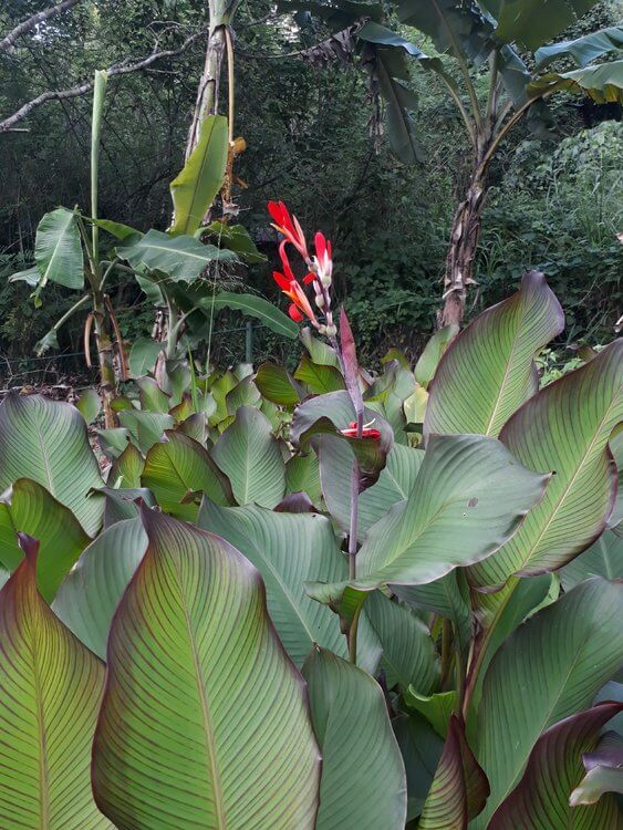 Plant Quiz | Test Knowledge on Trees and Plants of Sri Lanka | Dilmah