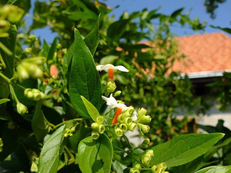 Plant Quiz | Test Knowledge on Trees and Plants of Sri Lanka | Dilmah